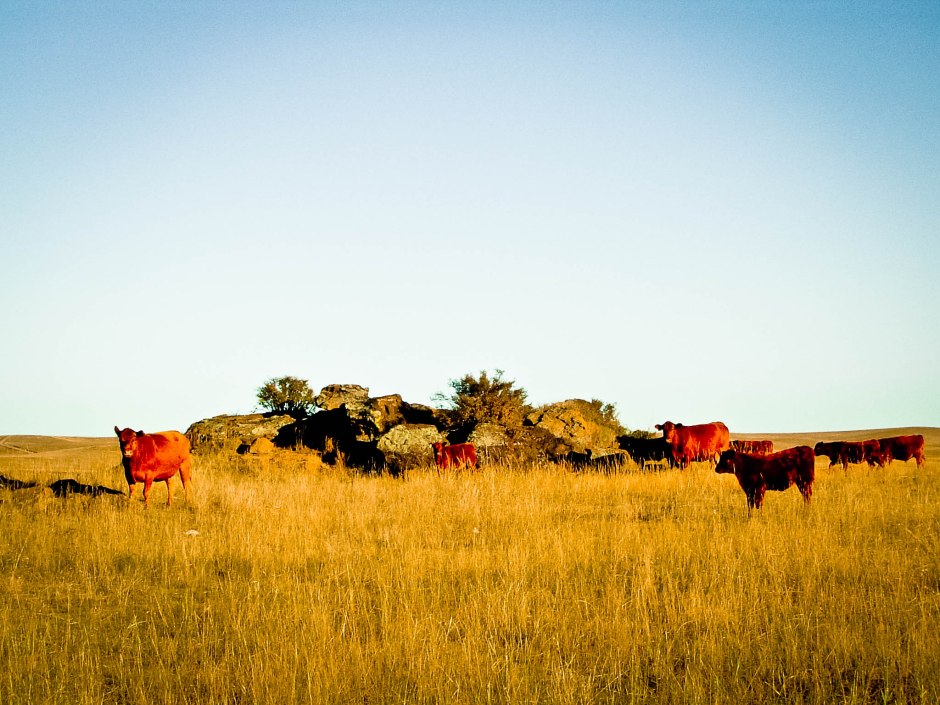 Solid Rock Red Angus | Seedstock Red Angus in the heart of Eastern Colorado