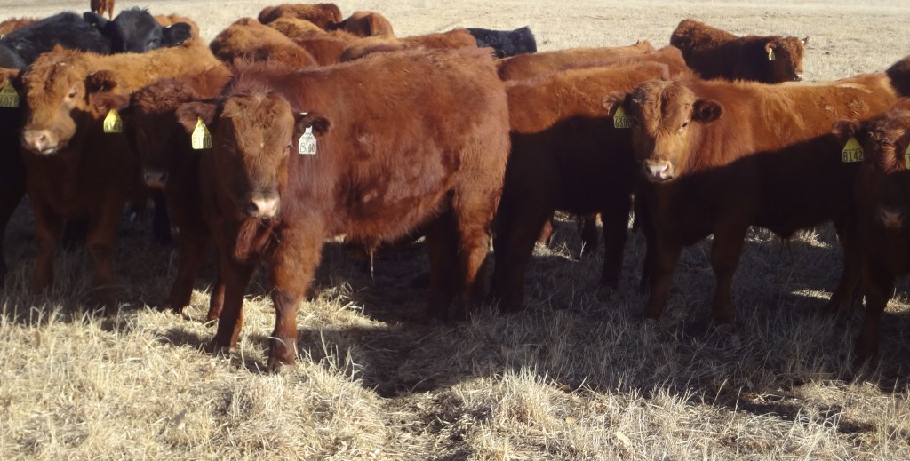 Solid Rock Red Angus | Seedstock Red Angus in the heart of Eastern Colorado