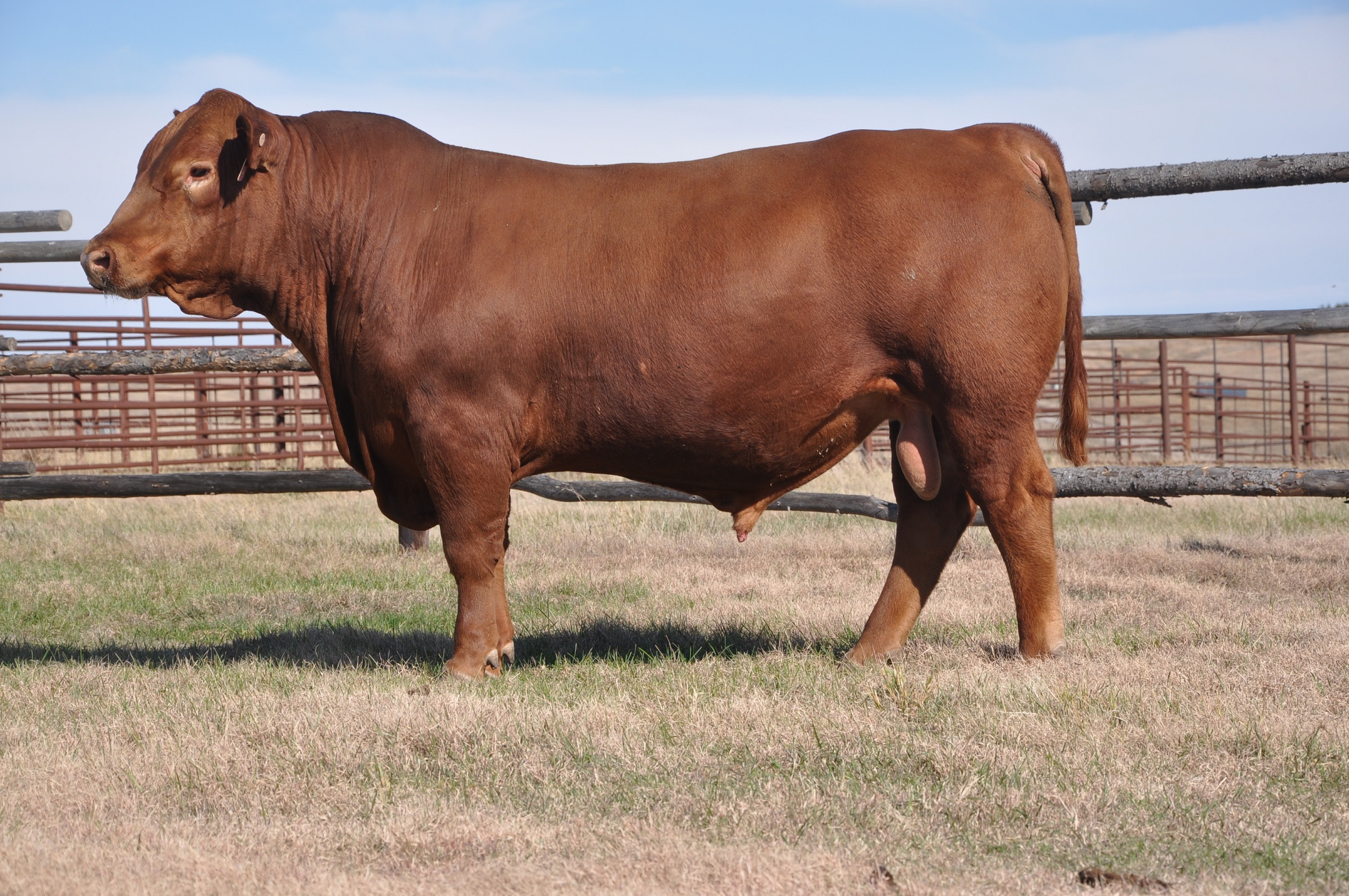 Solid Rock Red Angus | Seedstock Red Angus in the heart of Eastern Colorado