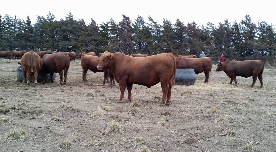 2015 Cross Diamond Bull Sale Report | Solid Rock Red Angus