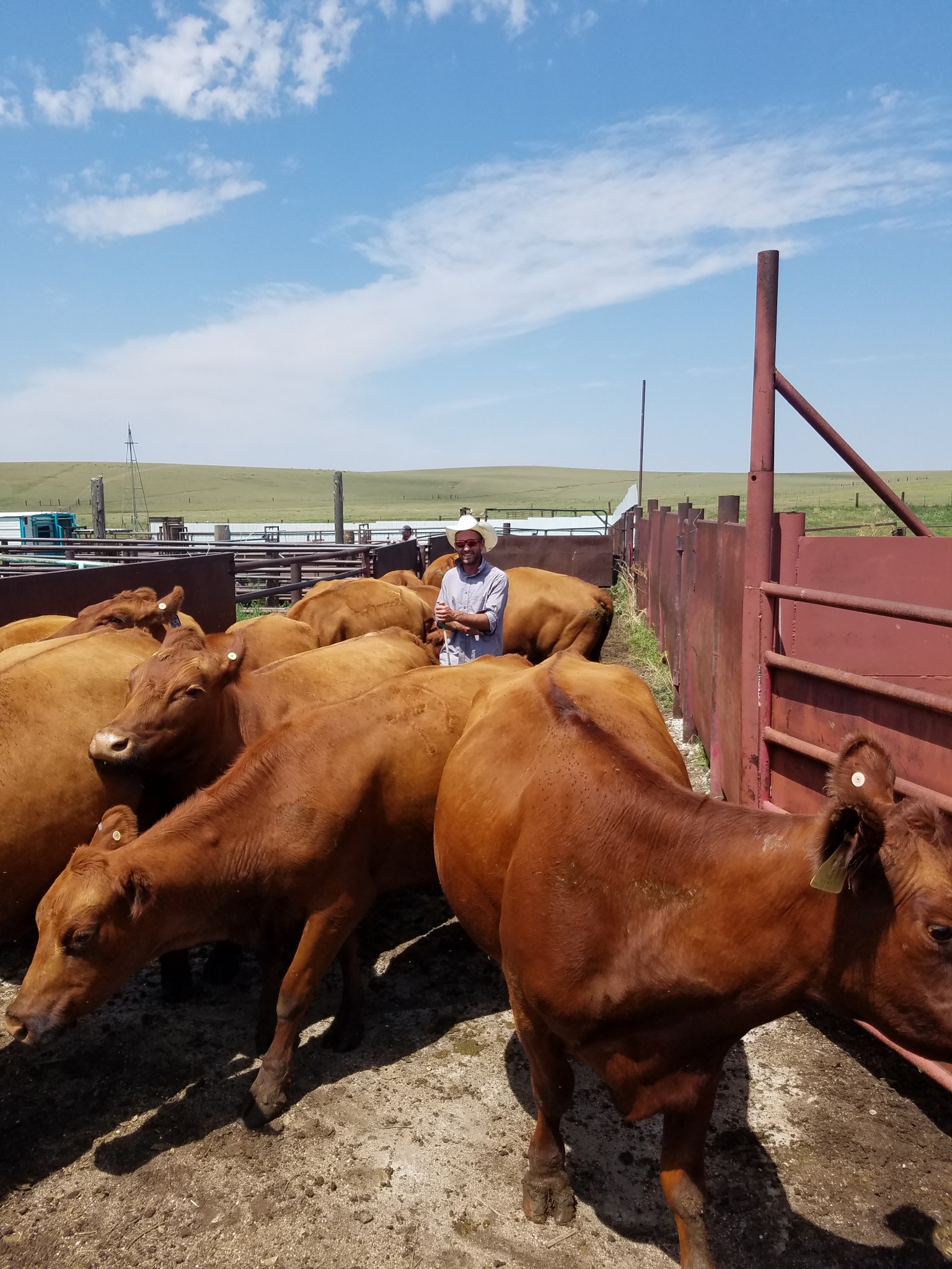2026 Summer Working Cattle Ranch Internship | Solid Rock Red Angus