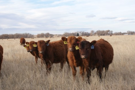 Solid Rock Red Angus | Seedstock Red Angus in the heart of Eastern Colorado