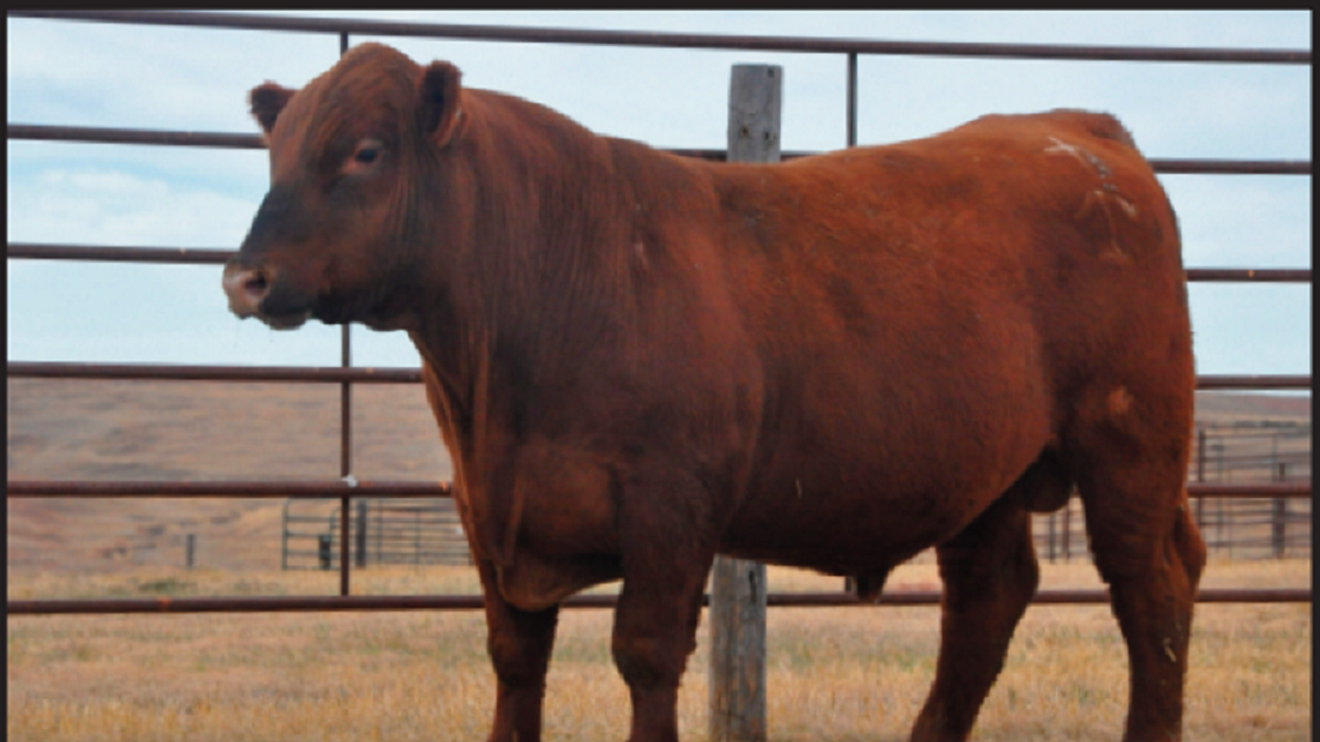 Solid Rock Red Angus | Seedstock Red Angus in the heart of Eastern Colorado