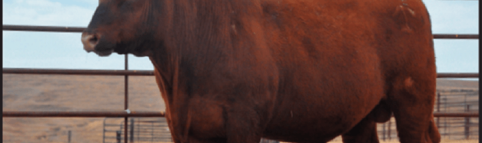 Solid Rock Red Angus | Seedstock Red Angus in the heart of Eastern Colorado