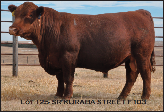 Solid Rock Red Angus Bulls Available at Cross Diamond Cattle Annual ...