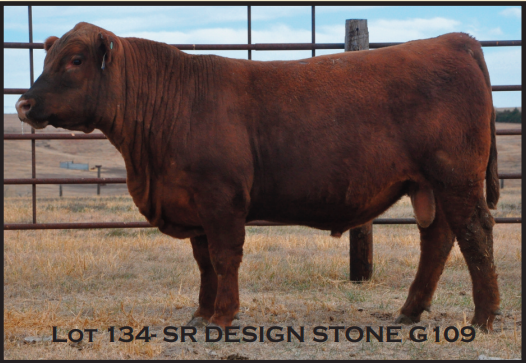 Solid Rock Red Angus Bulls Available at Cross Diamond Cattle Annual ...