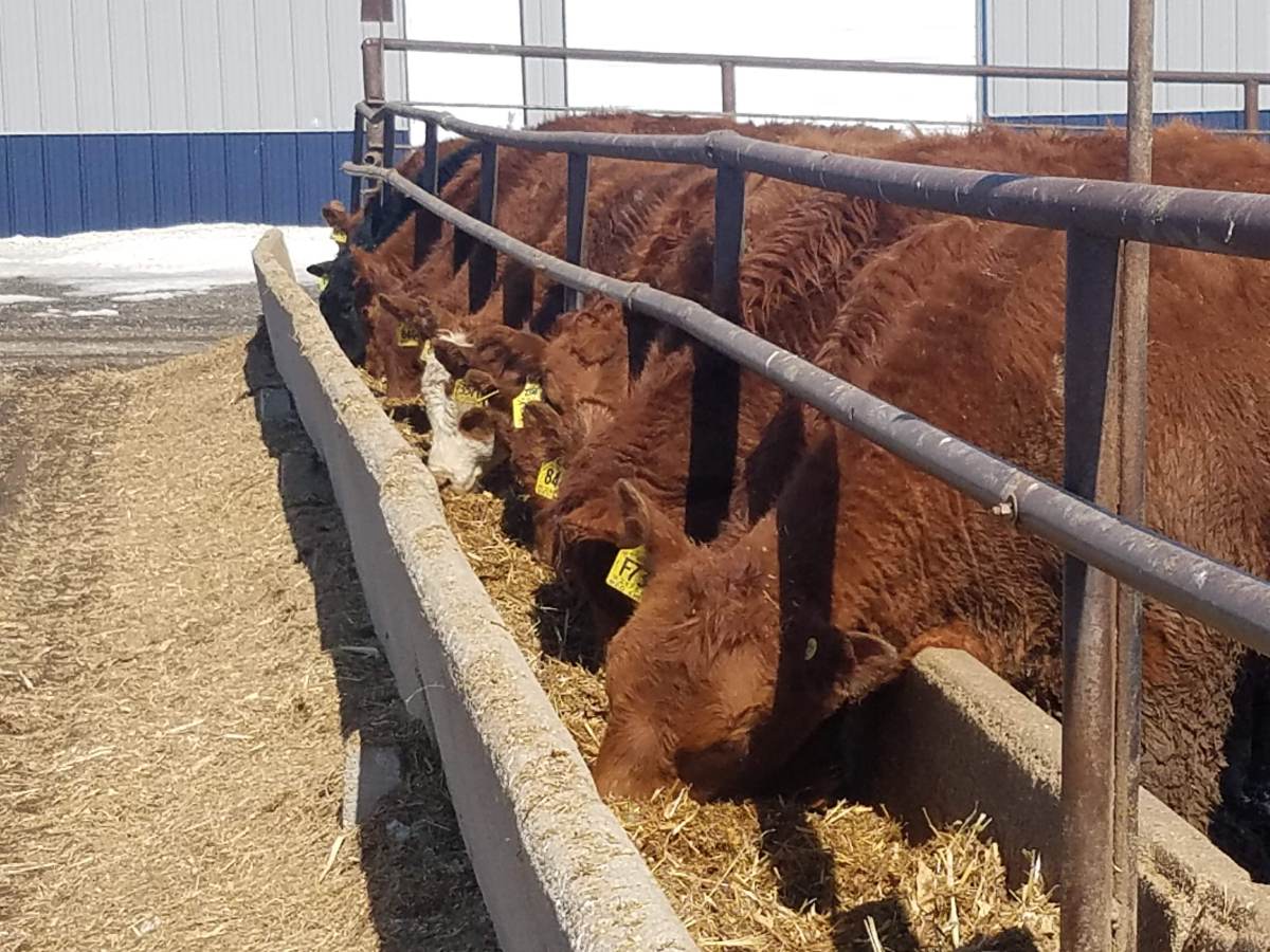 Top Performing Cattle Earn Prestigious Grid Master Award | Solid Rock ...