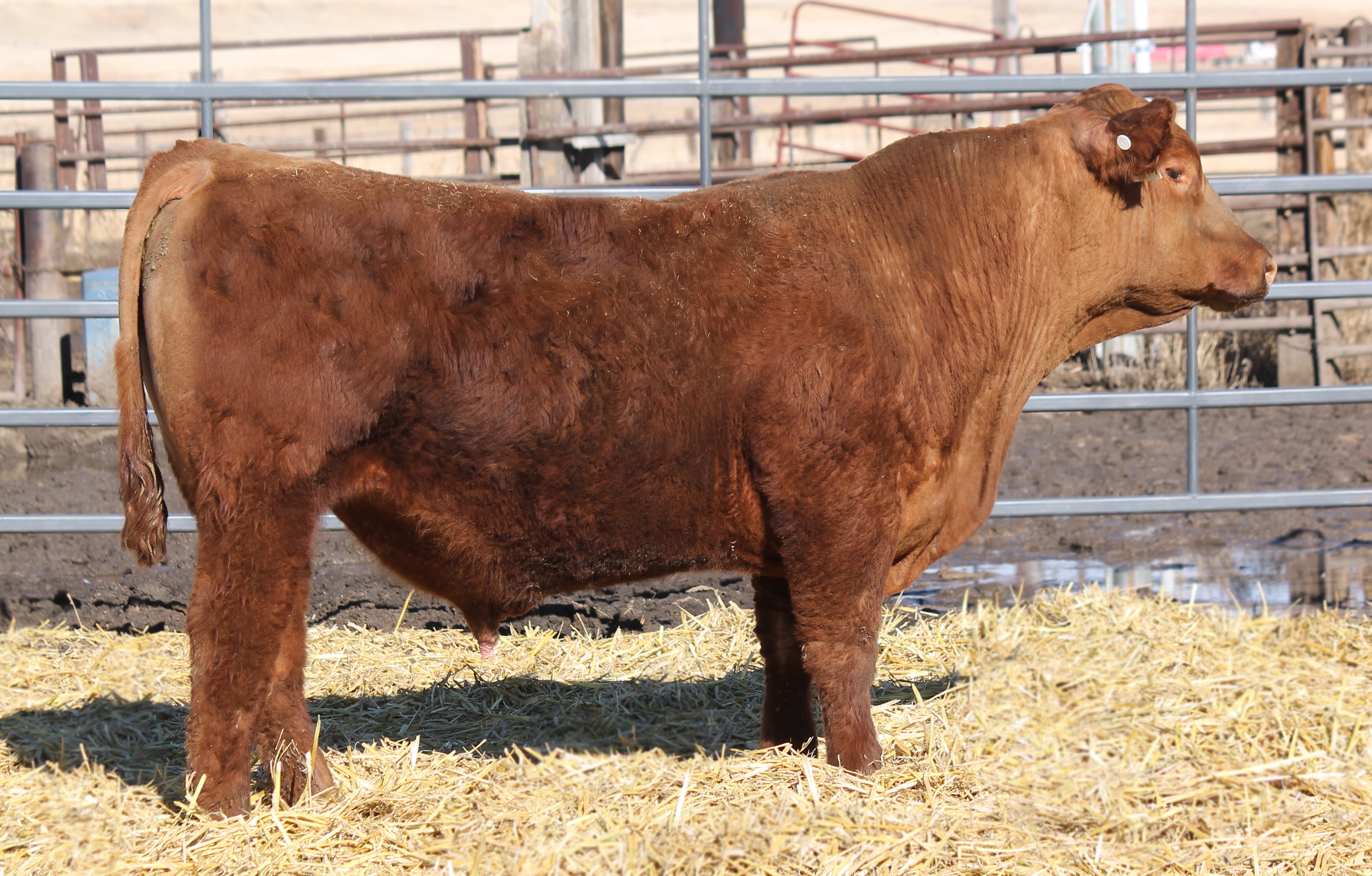 Solid Rock Red Angus | Seedstock Red Angus in the heart of Eastern Colorado