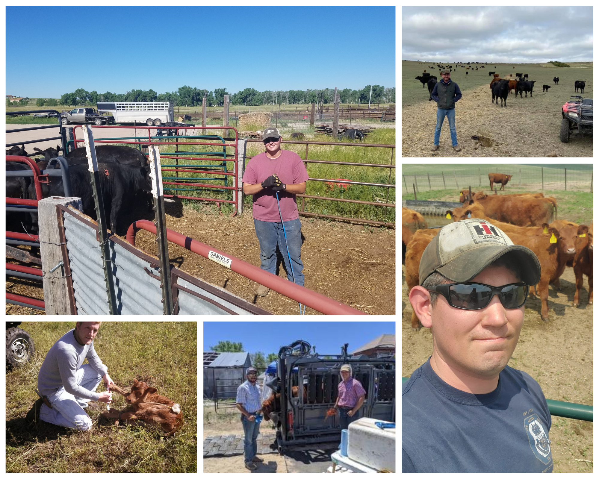 interns | Solid Rock Red Angus
