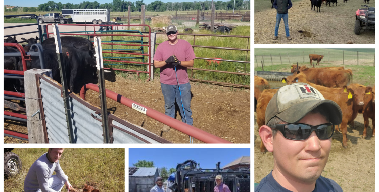 Solid Rock Red Angus | Seedstock Red Angus in the heart of Eastern Colorado