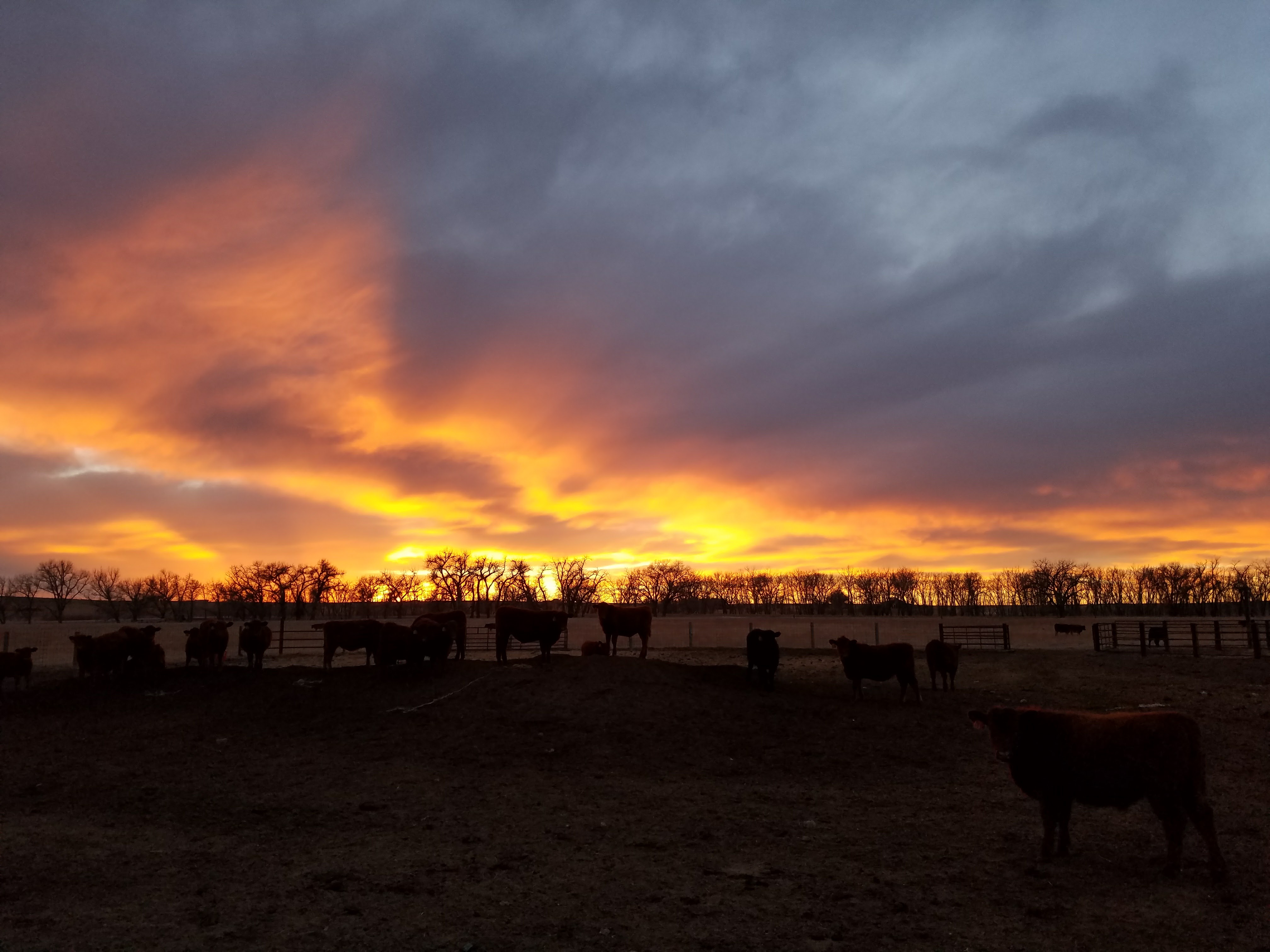 Custom Backgrounding | Solid Rock Red Angus