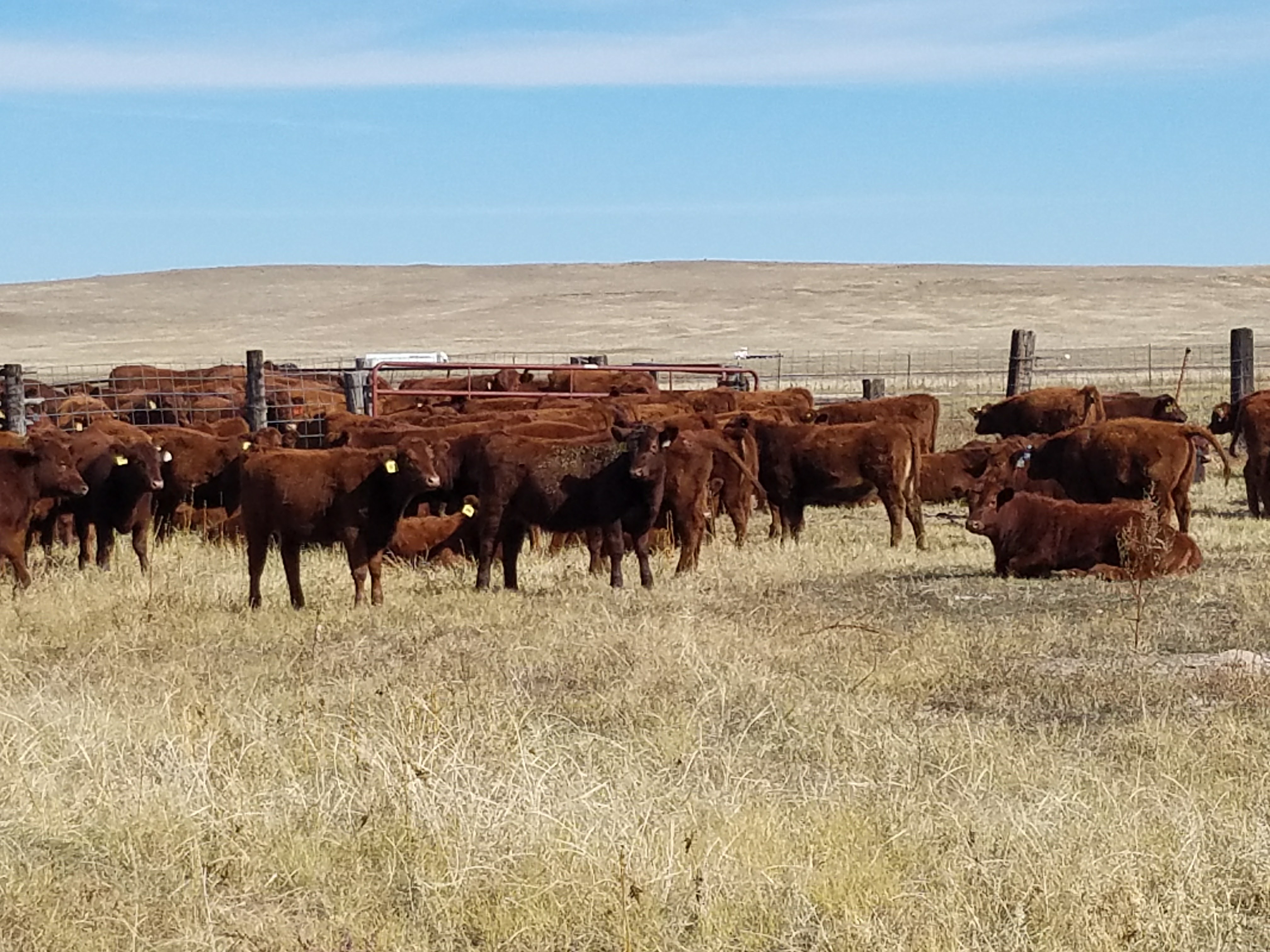 Custom Backgrounding | Solid Rock Red Angus