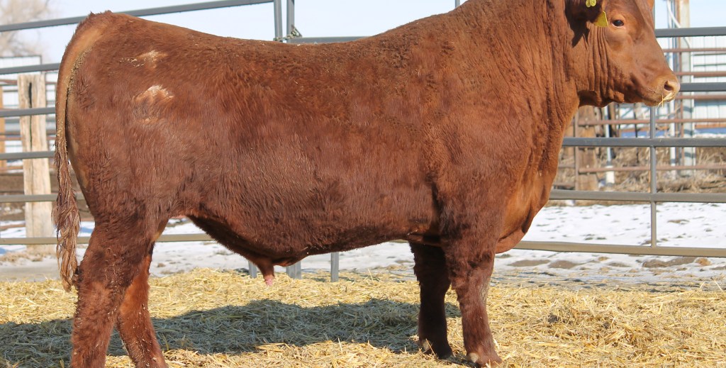 Solid Rock Red Angus | Seedstock Red Angus in the heart of Eastern Colorado