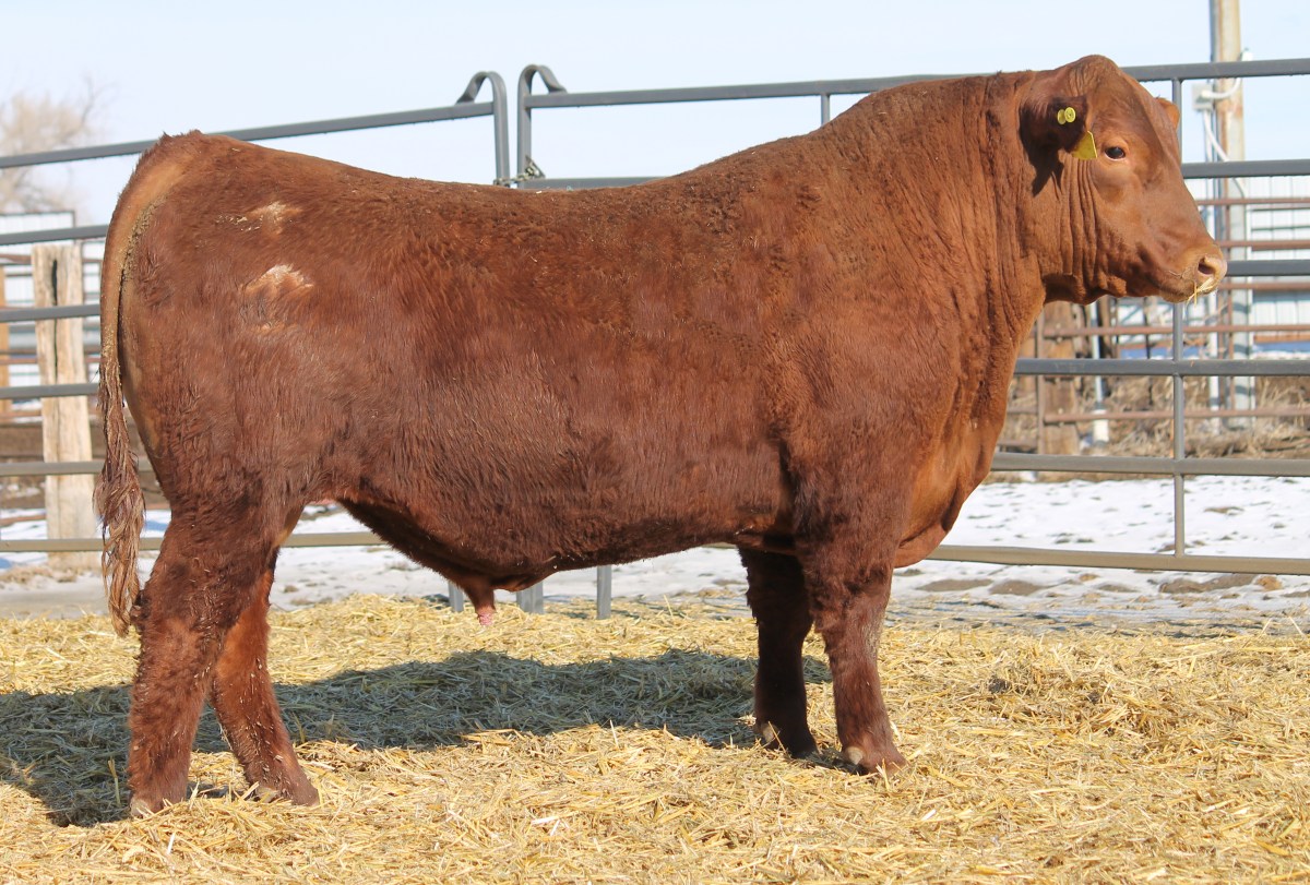 2025 PRIVATE TREATY BULL OFFERING | Solid Rock Red Angus