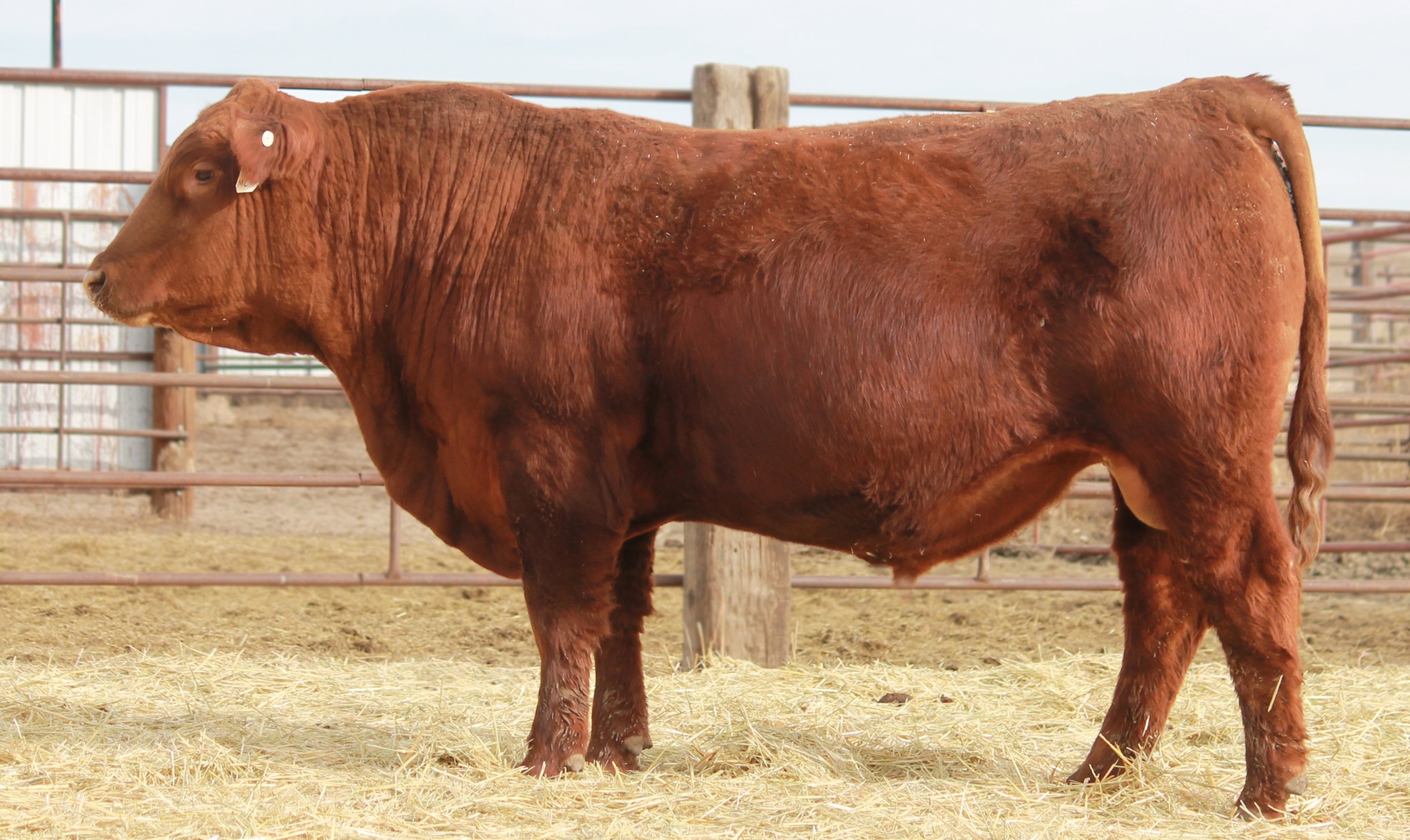 2026 PRIVATE TREATY BULL OFFERING | Solid Rock Red Angus