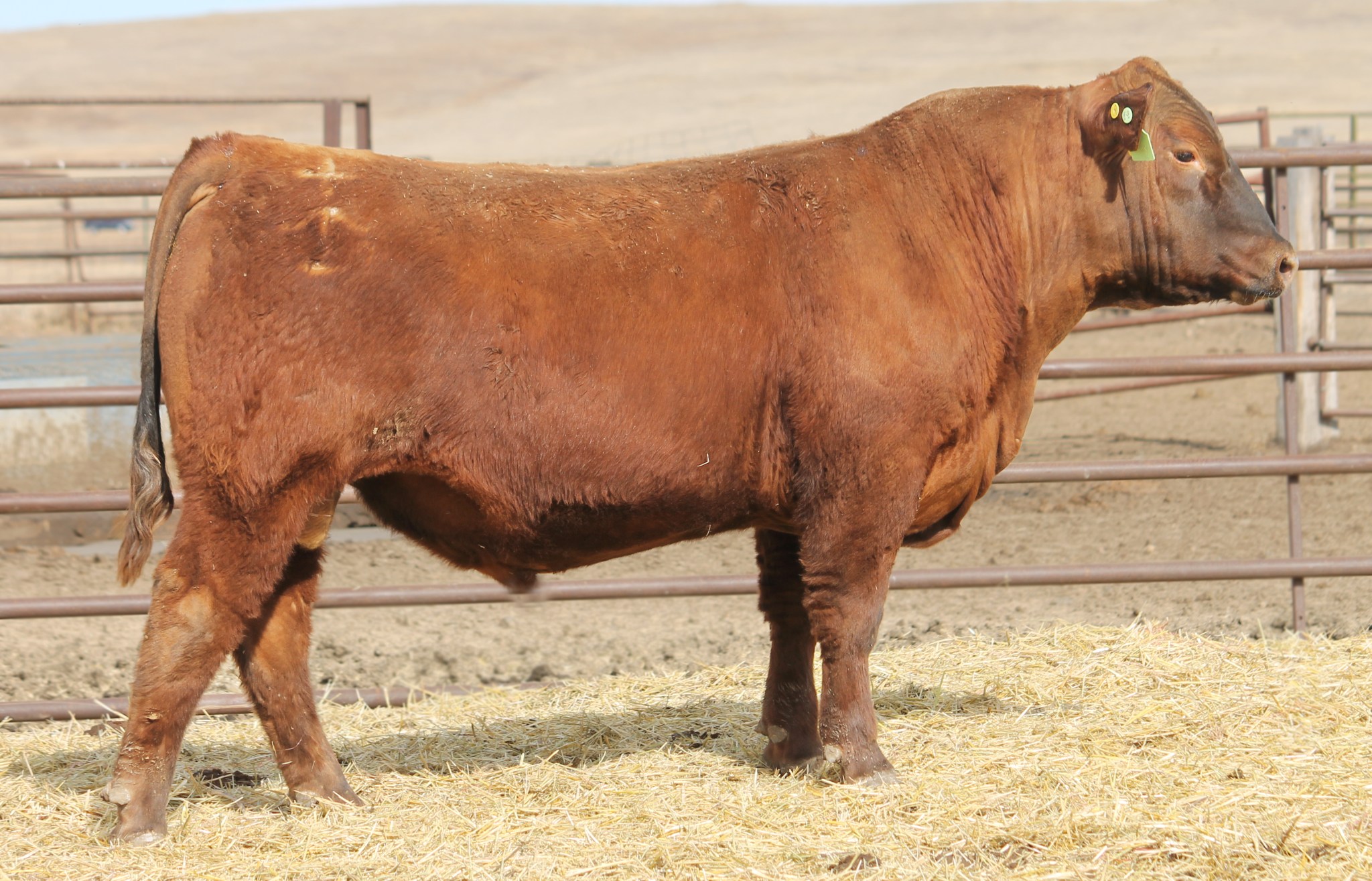 2026 PRIVATE TREATY BULL OFFERING | Solid Rock Red Angus